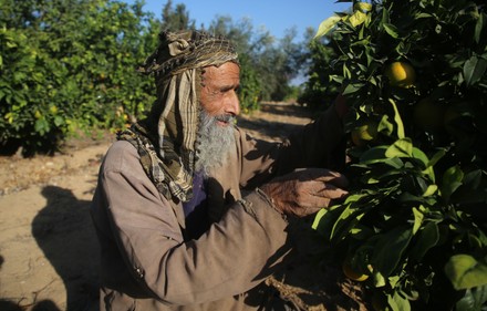 Palestinian Farmer Harvests Citrus Fruits Farm Editorial Stock Photo ...