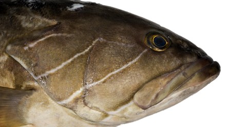 Head White Grouper Epinephelus Aeneus Food Editorial Stock Photo ...