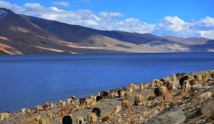 Indus Valley Between Upshi Chumathang Editorial Stock Photo - Stock ...
