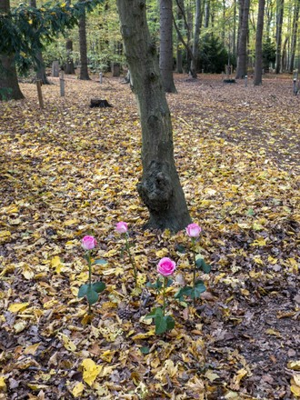 250 Burial trees Stock Pictures, Editorial Images and Stock Photos ...