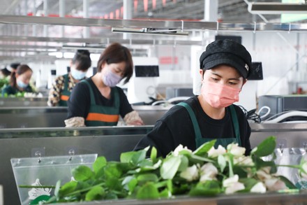 Workers Process Flowers Workshop Floriculture Industrial Editorial ...