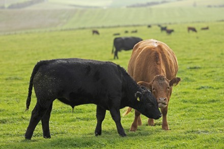 5,000 Cow farm Stock Pictures, Editorial Images and Stock Photos ...