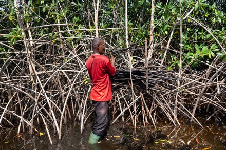 Worker Cut Down Mangrove Trees Firewood Editorial Stock Photo - Stock ...