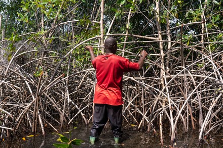 Worker Cut Down Mangrove Trees Firewood Editorial Stock Photo - Stock ...
