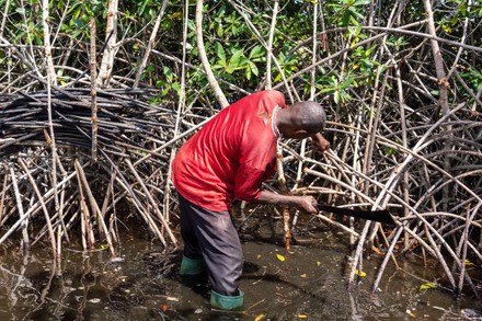 Worker Cut Down Mangrove Trees Firewood Editorial Stock Photo - Stock ...