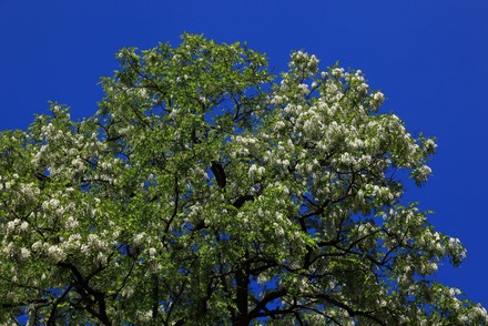Flowering Black Locust Robinia Pseudoacacia Editorial Stock Photo ...