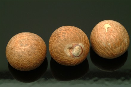 Supari Areca Nut Betel Nut Areca Editorial Stock Photo - Stock Image ...