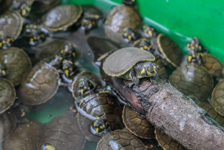 Taricaya Turtle Podocnemis Unifilis During Their Editorial Stock Photo ...
