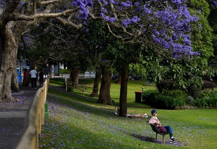 Person Sits On Bench Under Jacaranda Editorial Stock Photo - Stock ...