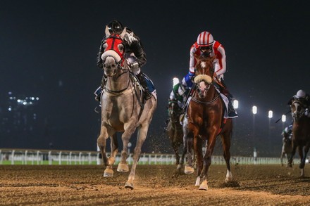 Af Alajaj Fr Ridden By Tadhg Editorial Stock Photo - Stock Image ...