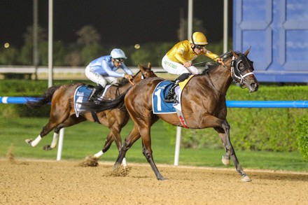 Af Alajaj Fr Ridden By Tadhg Editorial Stock Photo - Stock Image ...