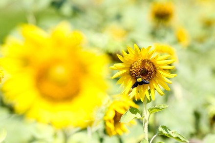 This Photo Taken On Nov 10 Editorial Stock Photo - Stock Image ...