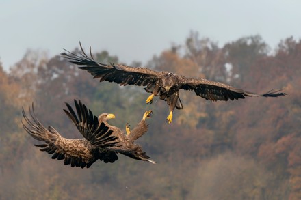Pair Eagles Lock Talons They Battle Editorial Stock Photo - Stock Image ...