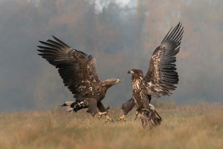 Pair Eagles Lock Talons They Battle Editorial Stock Photo - Stock Image ...