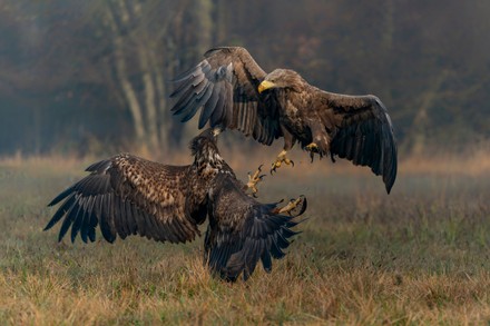 Pair Eagles Lock Talons They Battle Editorial Stock Photo - Stock Image ...