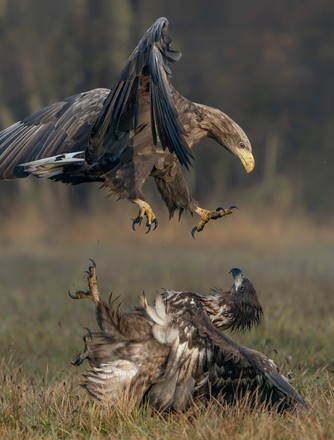 Pair Eagles Lock Talons They Battle Editorial Stock Photo - Stock Image ...
