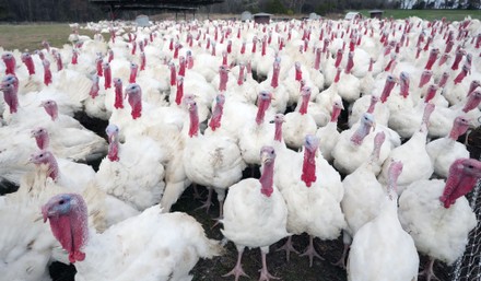 5,000 Bird farm Stock Pictures, Editorial Images and Stock Photos ...