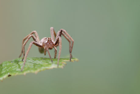 56 Raft spider Stock Pictures, Editorial Images and Stock Photos ...