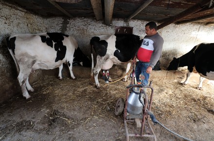 Tunisian Farmer Milks Cows His Farm Editorial Stock Photo - Stock Image ...
