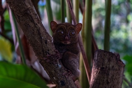 Tarsius Bancanus Horsfields Tarsier Known Locally Editorial Stock Photo ...