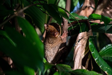 Tarsius Bancanus Horsfields Tarsier Known Locally Editorial Stock Photo ...