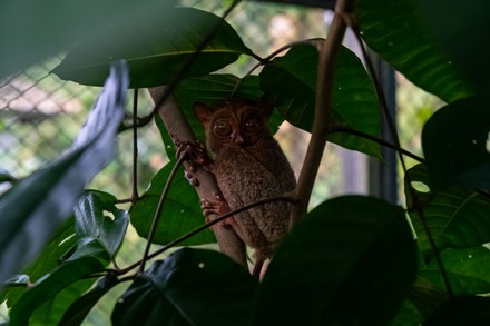 Tarsius Bancanus Horsfields Tarsier Known Locally Editorial Stock Photo ...