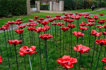 Vibrant Poppy Tributes Remembrance Day Amersham Editorial Stock Photo ...