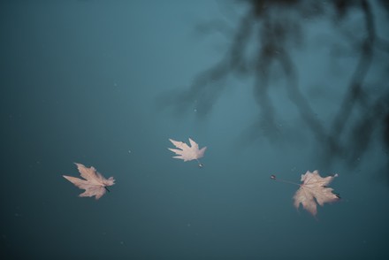 Fallen Dry Leaves Float On Water Editorial Stock Photo - Stock Image ...