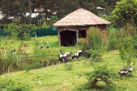 Grey Crowned Cranes Seen Umusambi Village Editorial Stock Photo - Stock ...