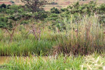 250 Ramsar designated wetland Stock Pictures, Editorial Images and ...