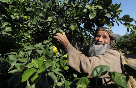 Palestinian Farmers Collect Oranges During Harvest Editorial Stock ...