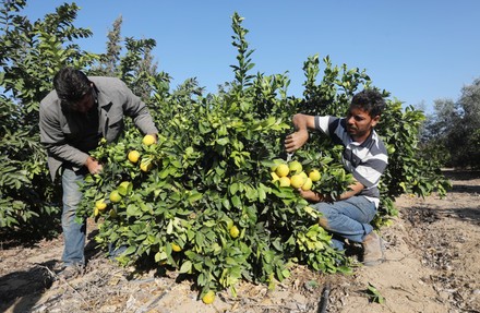 Palestinian Farmers Collect Oranges During Harvest Editorial Stock ...