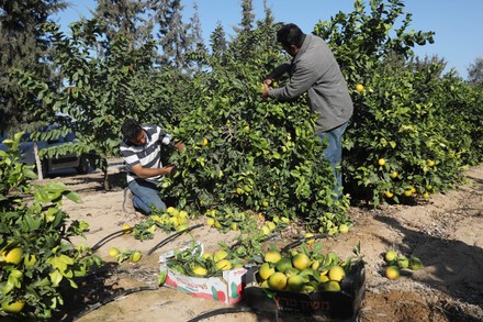 Palestinian Farmers Collect Oranges During Harvest Editorial Stock ...