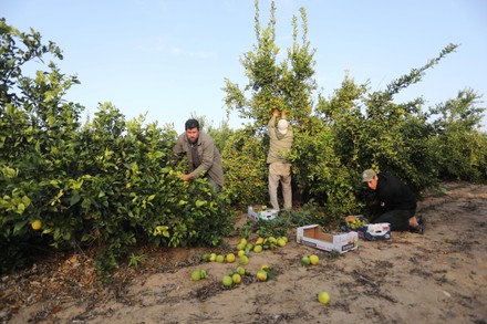 Palestinian Farmers Collect Oranges During Harvest Editorial Stock ...
