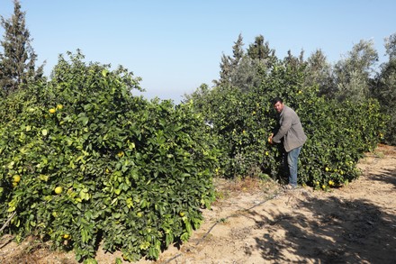 Palestinian Farmers Collect Oranges During Harvest Editorial Stock ...