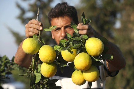 Palestinian Farmers Collect Oranges During Harvest Editorial Stock ...