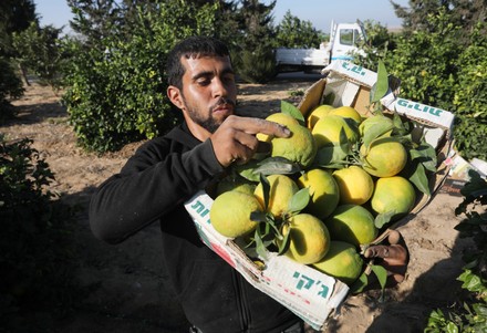 Palestinian Farmers Collect Oranges During Harvest Editorial Stock ...