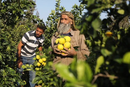 Palestinian Farmers Collect Oranges During Harvest Editorial Stock ...