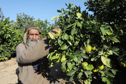 Palestinian Farmers Collect Oranges During Harvest Editorial Stock ...