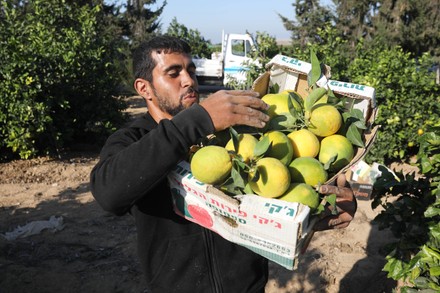 Palestinian Farmers Collect Oranges During Harvest Editorial Stock ...