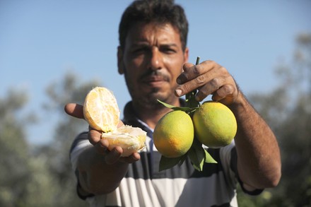 Palestinian Farmers Collect Oranges During Harvest Editorial Stock ...