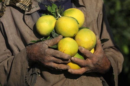 Palestinian Farmers Collect Oranges During Harvest Editorial Stock ...