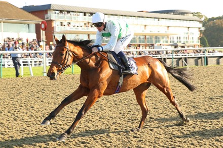 3,000 Horse racing fans Stock Pictures, Editorial Images and Stock ...