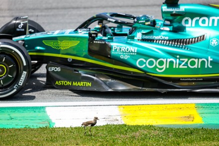 Bird Seen Trackside Cars Action During Editorial Stock Photo - Stock ...