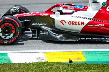 Bird Seen Trackside Cars Action During Editorial Stock Photo - Stock ...