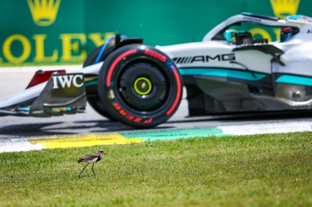 Bird Seen Trackside Cars Action During Editorial Stock Photo - Stock ...