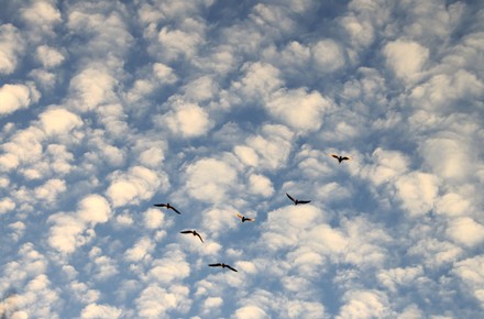 8,000 Birds fly Stock Pictures, Editorial Images and Stock Photos ...