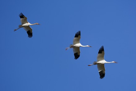 8,000 Birds fly Stock Pictures, Editorial Images and Stock Photos ...