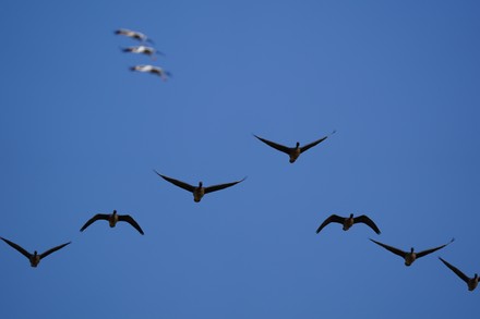 8,000 Birds fly Stock Pictures, Editorial Images and Stock Photos ...