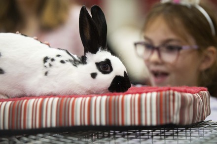 Girl Pets Rabbit During Rabbit Cavy Editorial Stock Photo - Stock Image ...